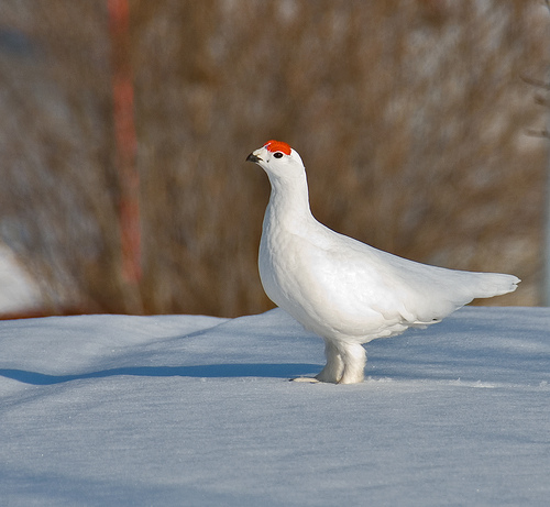 Norwegian White Grouse stocks cut in half | Bird decline, insect ...